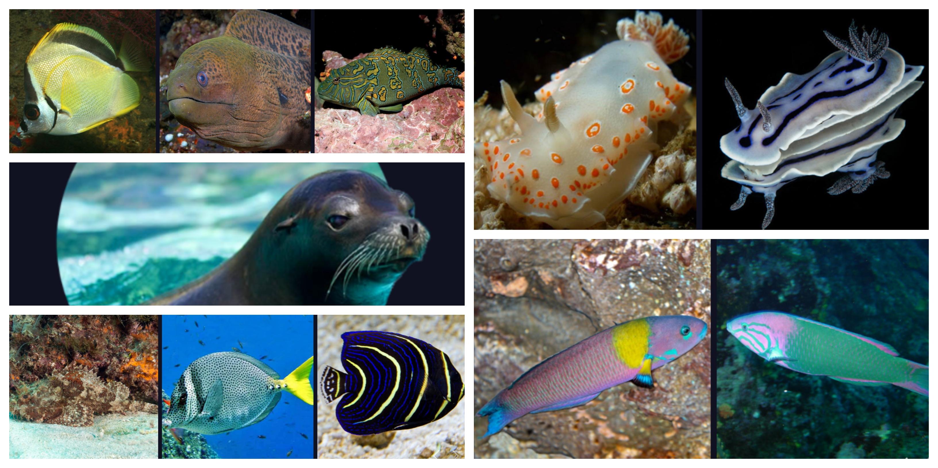 Estas especies habitan en el Mar de Cortés, la zona en donde Grupo ...