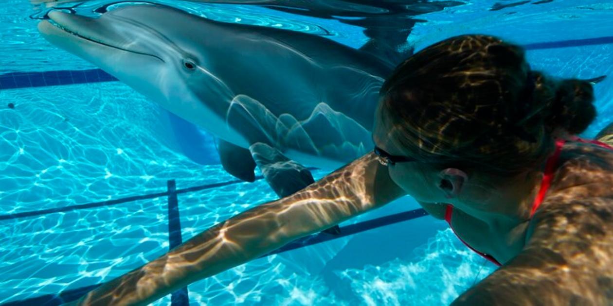 Crean *delfín robótico hiperrealista* para evitar que nades con delfines reales