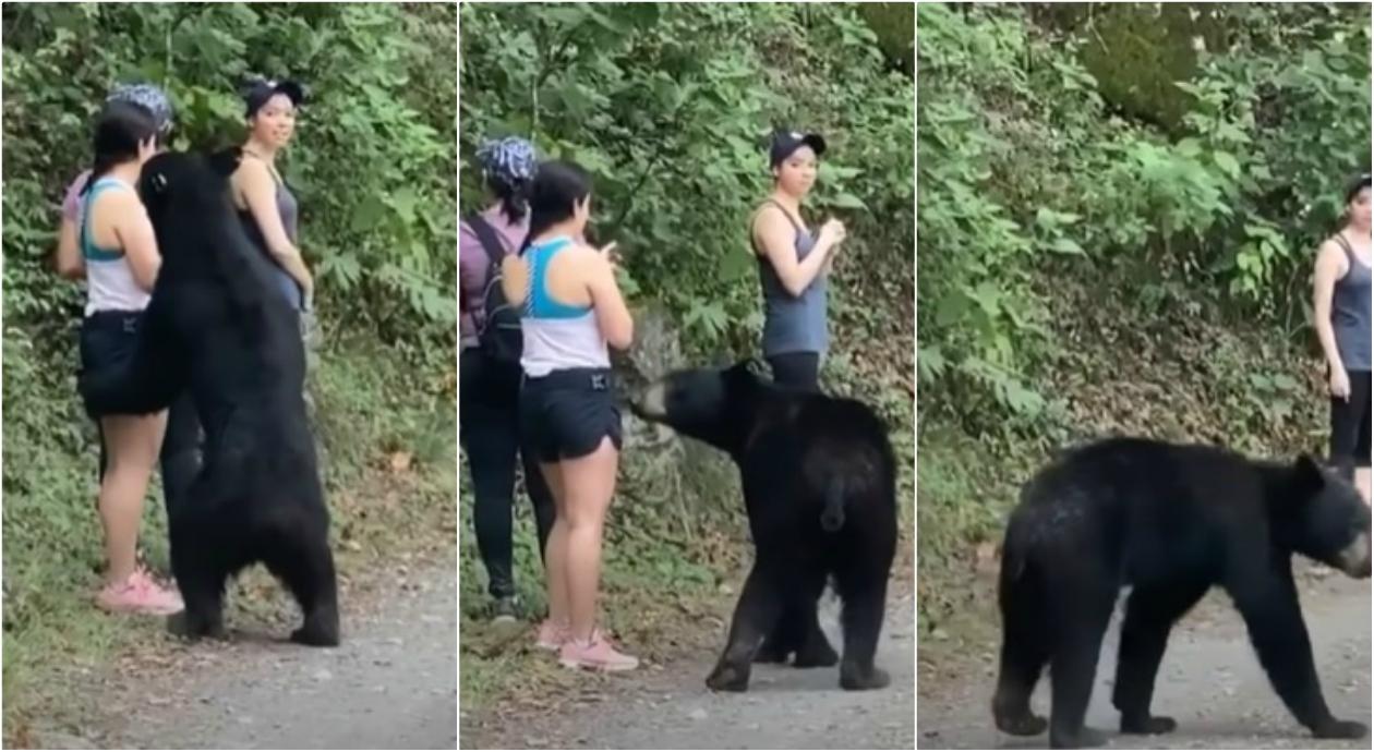 *Mandan al oso de Chipinque al zoo*, ¿por qué si su hábitat es el bosque?