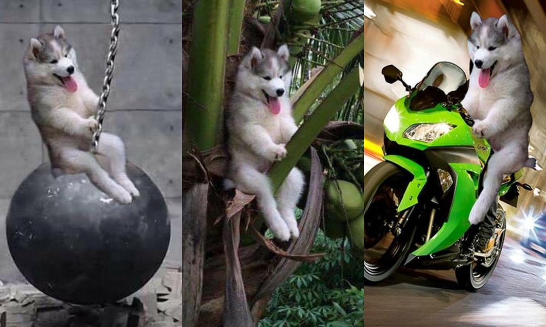 *Perrito quedó atorado en un árbol* y el internet y Photoshop hacen de ...