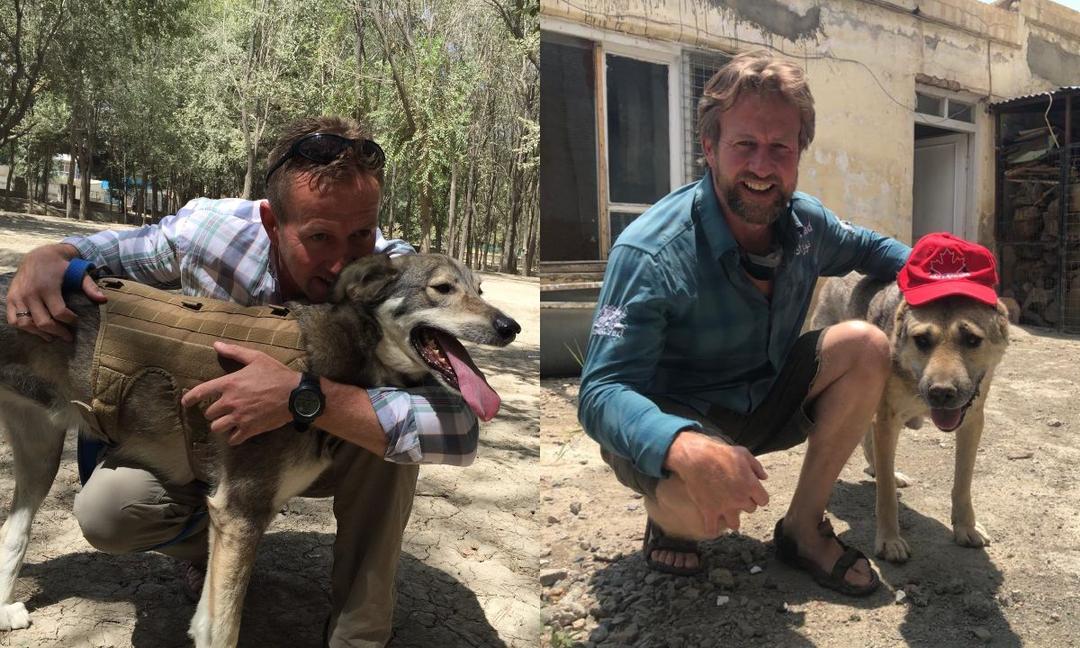 Paul Farthing: el ex marine que *intenta salvar a 200 perros y gatos en ...