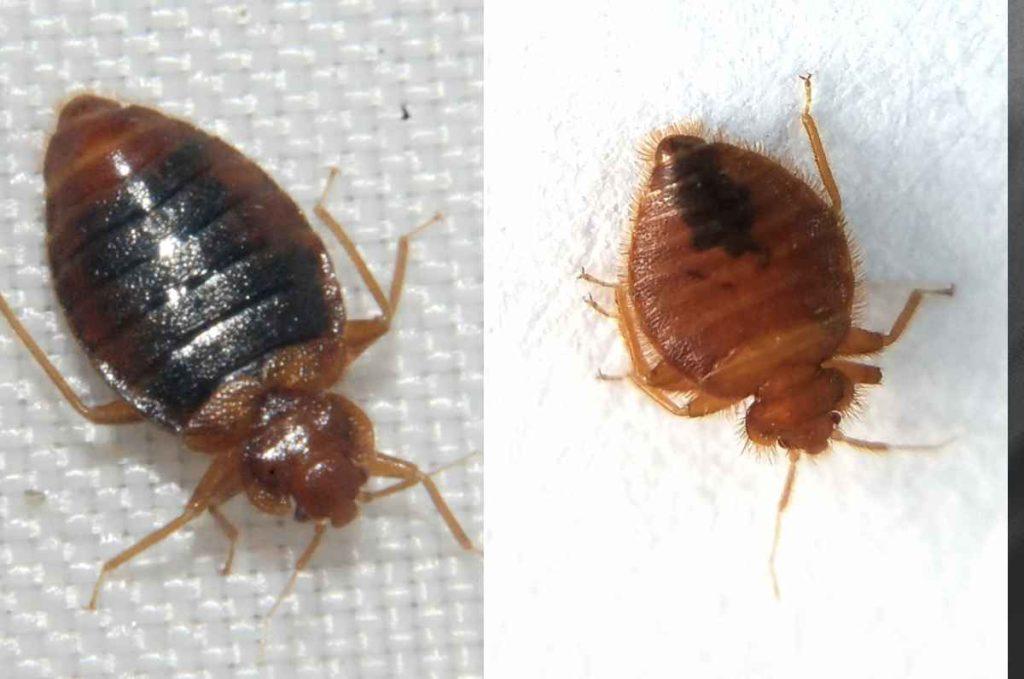 ¿Invasión de chinches? Todo lo que debes saber sobre este animalito ...