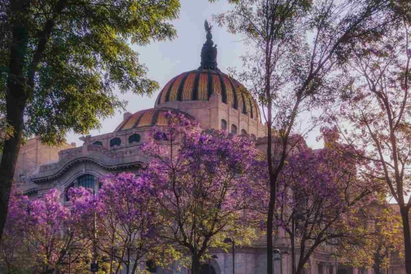 Una jacaranda no hace primavera: qué es la floración temprana y qué ...