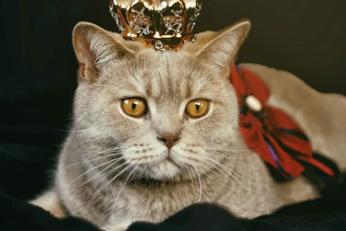 Spinning Cat: el origen del meme del gato que gira y canta “oiia oiia”