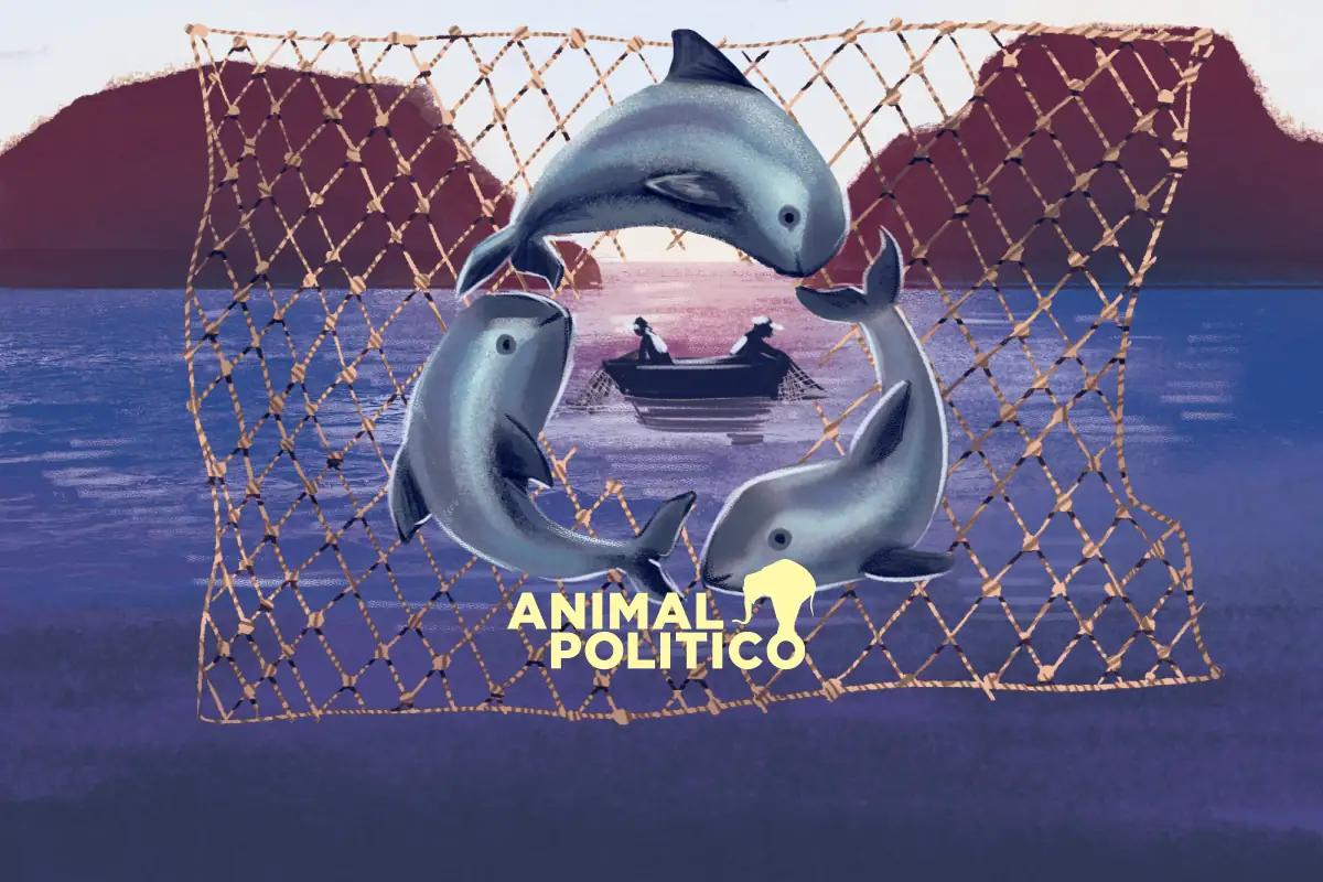 Redes de pesca abandonadas en el mar carecen de manejo especial ...