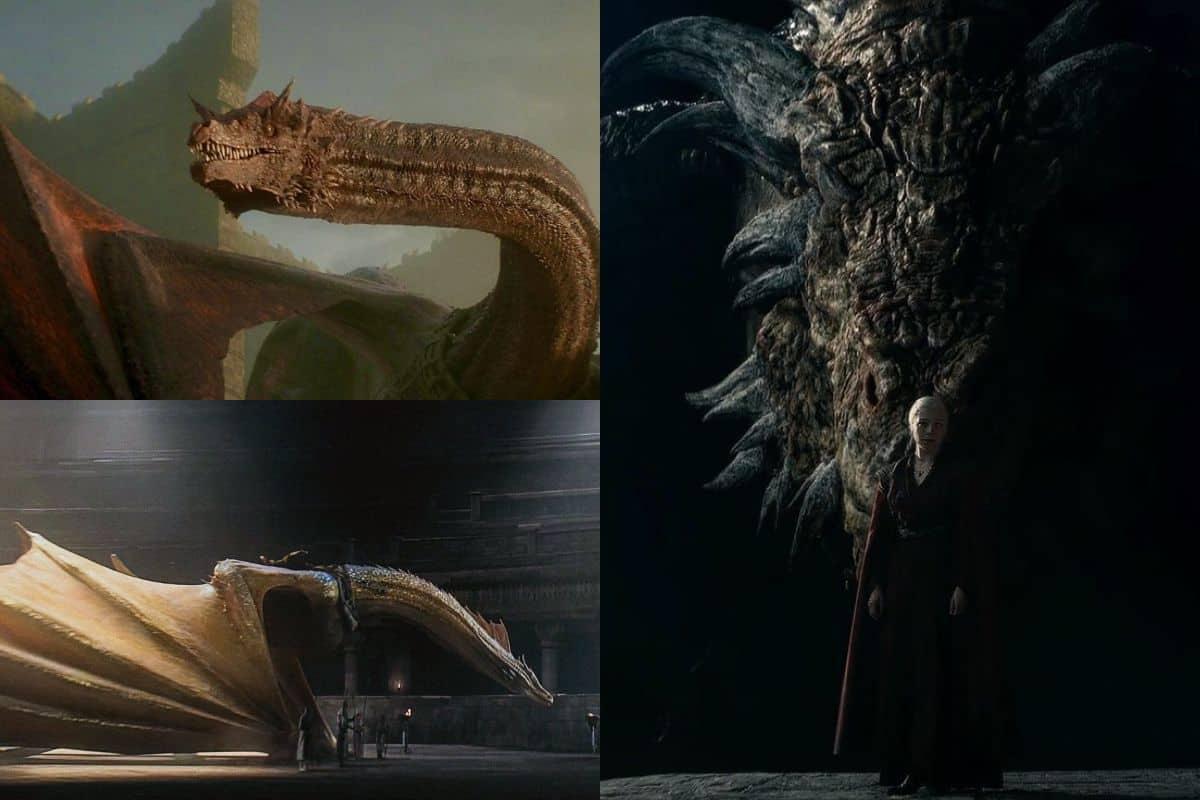 Animal MX - Entretenimiento