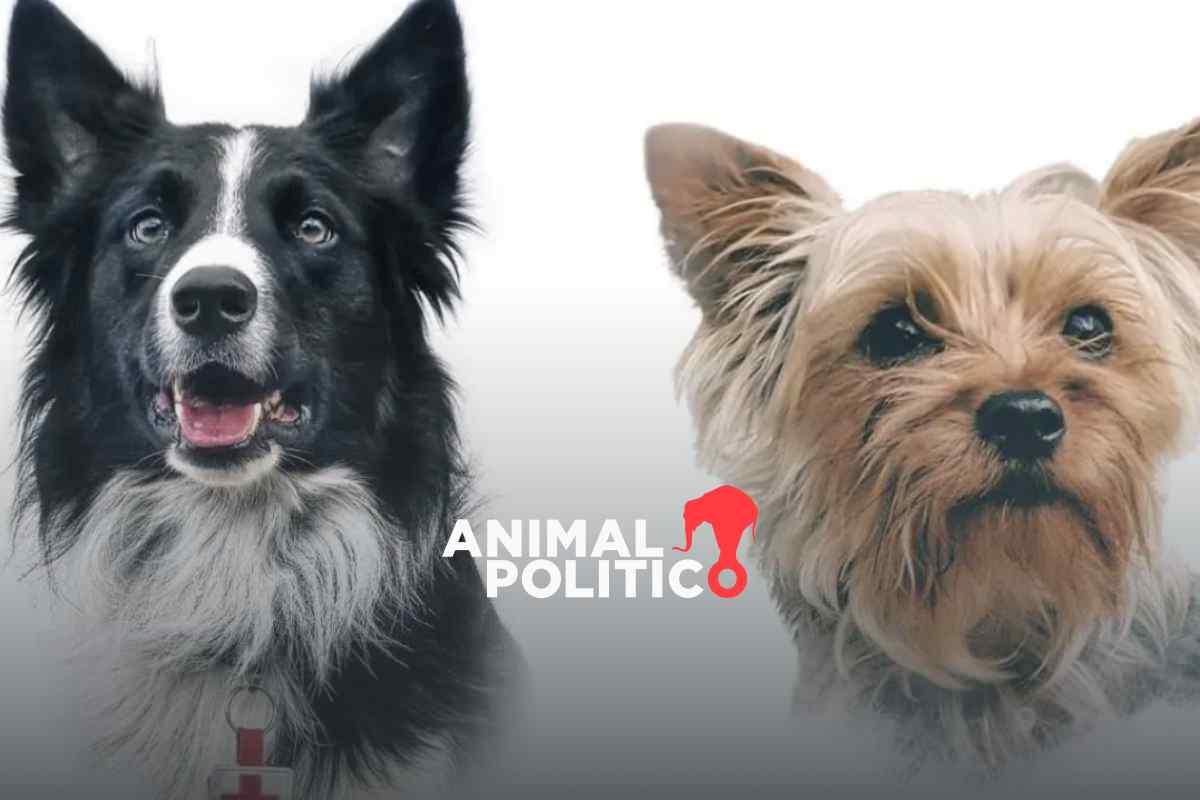 Caso Athos y Tango: Suprema Corte revoca amparo que redujo sentencia ...