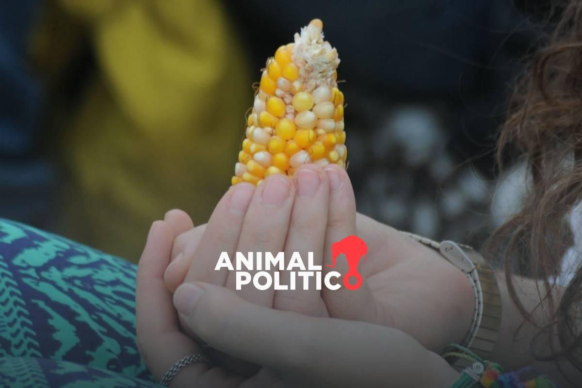 “Vamos a darle la vuelta”: Congreso legislará para prohibir siembra de ...