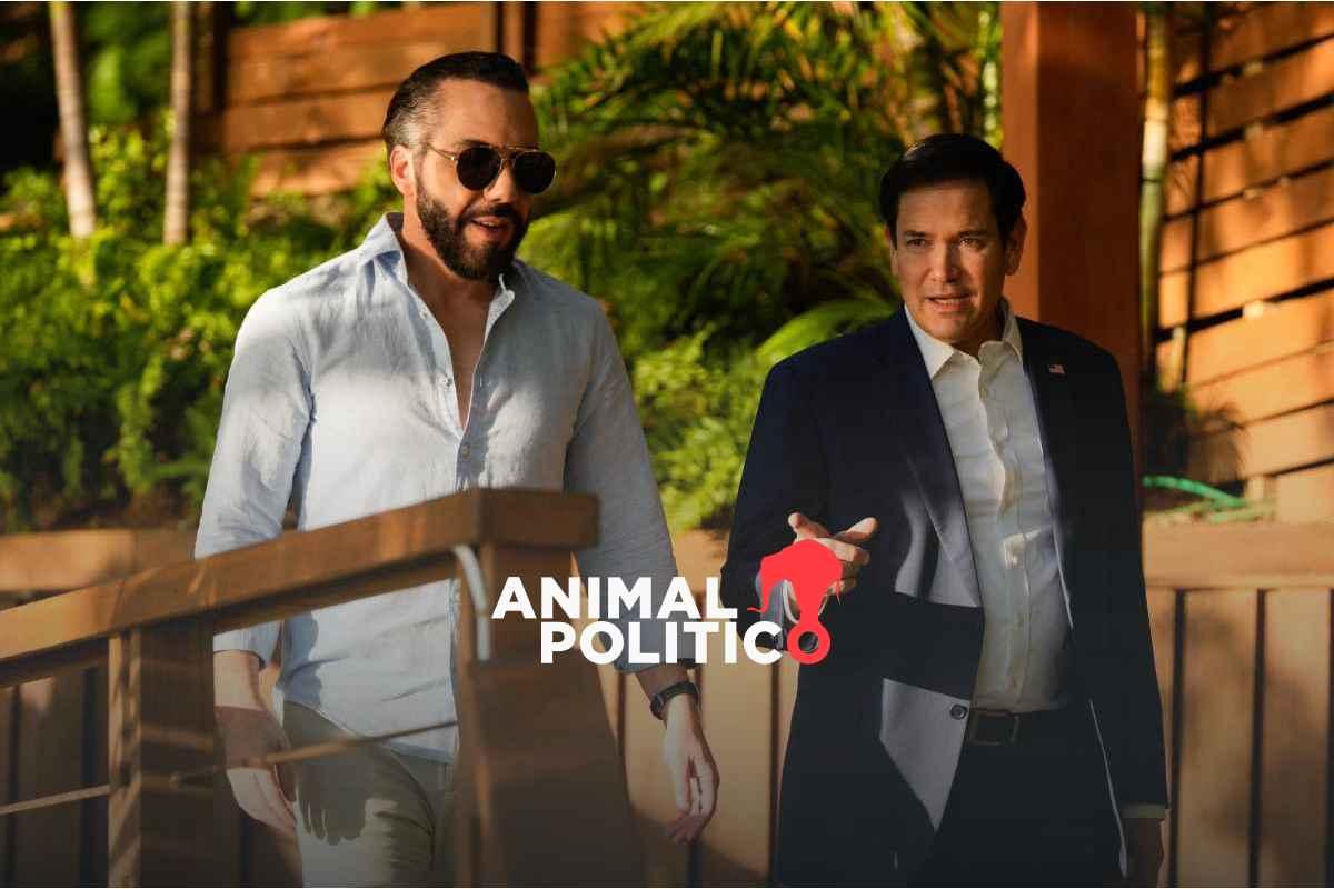 ‘Todo chiquito, todo panson’: *El origen del perrito panzón y sus ...