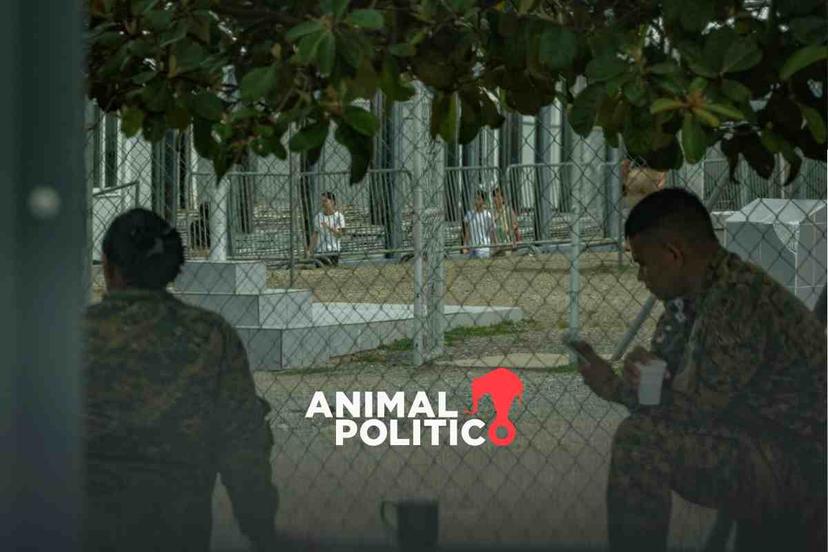 ‘Todo chiquito, todo panson’: *El origen del perrito panzón y sus ...