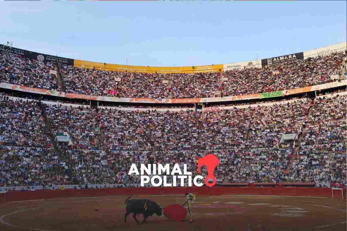 Corridas de toros sin violencia, sin estocadas ni banderillas: Esto ...