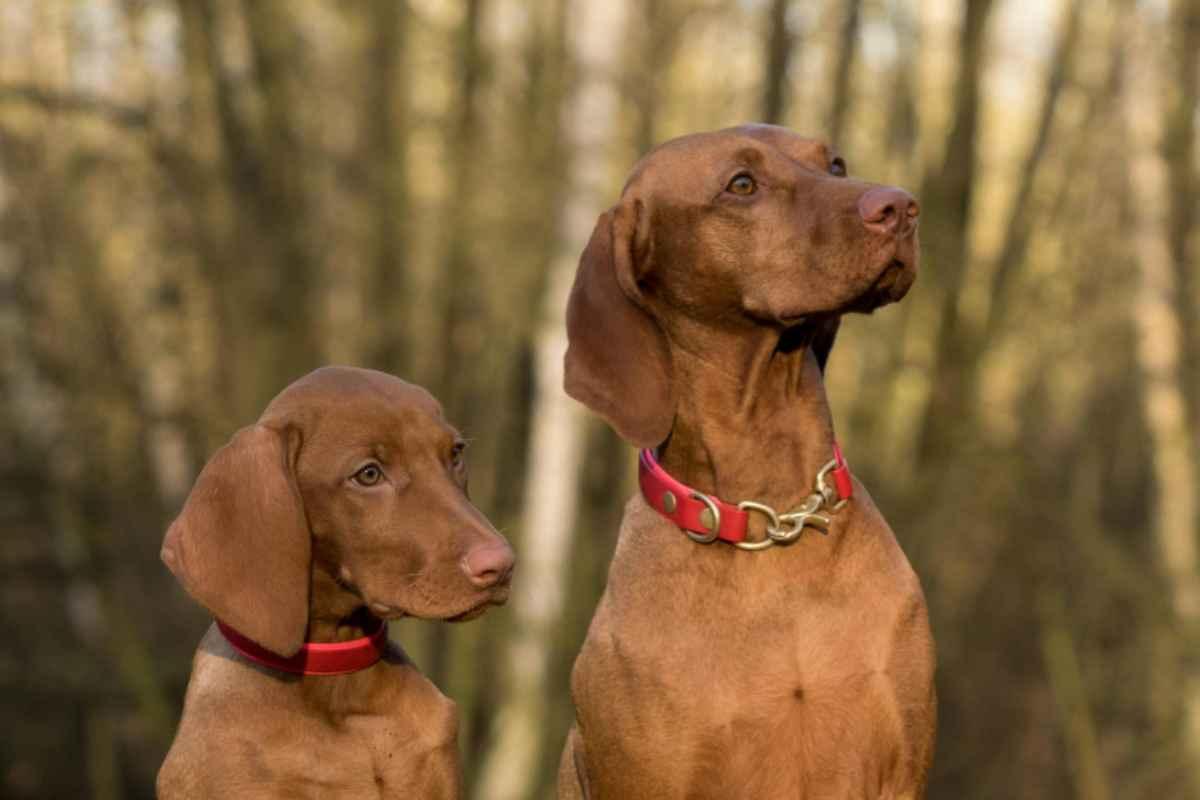 Spinning Cat: el origen del meme del gato que gira y canta “oiia oiia”