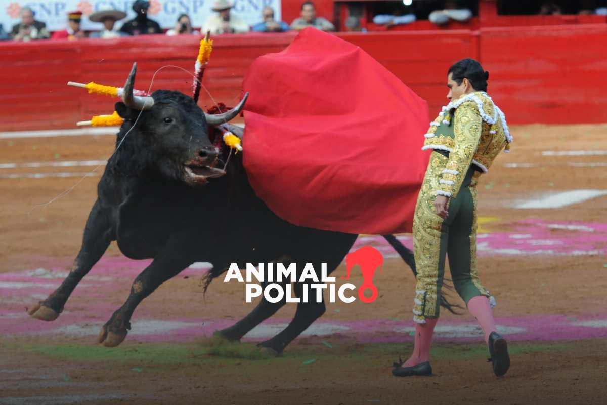 Plaza México ve “inviable” celebrar corridas de toros sin violencia; dice que sigue abierta al ...