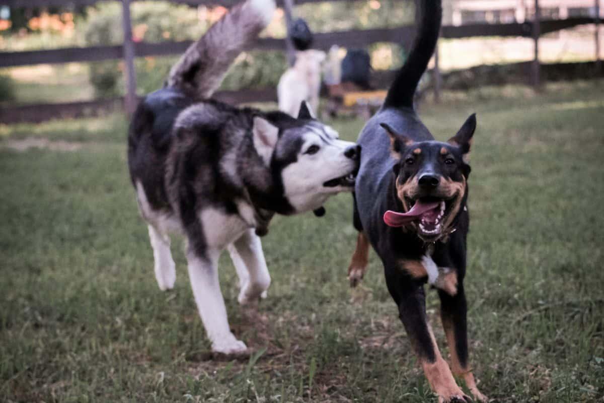Celebra a Firulais en este festival por el Día del Perro