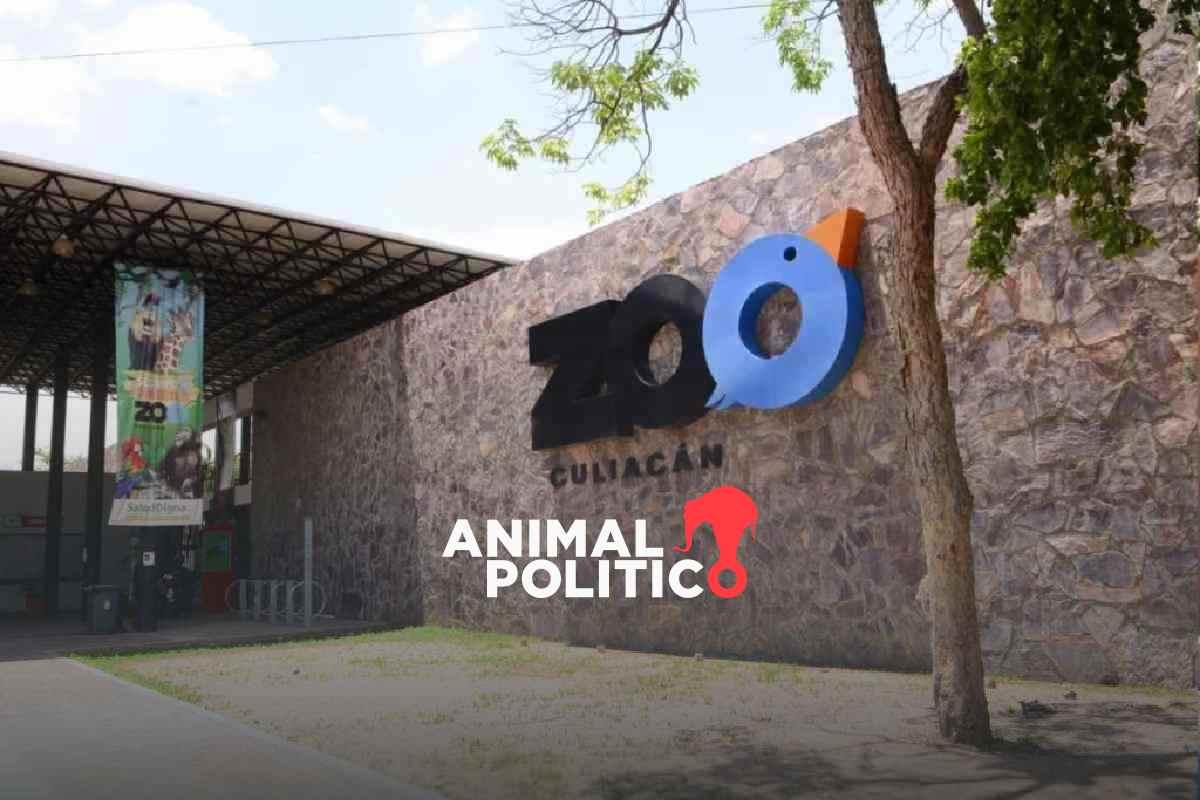 Osa “Mina” rescatada de zoológico en Nuevo León está en condición ...