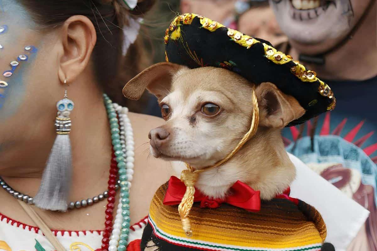 ‘Todo chiquito, todo panson’: *El origen del perrito panzón y sus ...