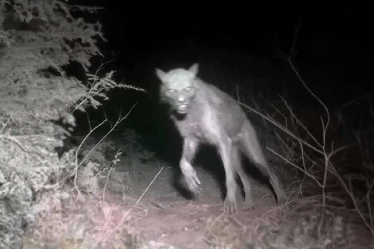 Bestiario mexicano: El coco, los nahuales y los monstruos que aún ...